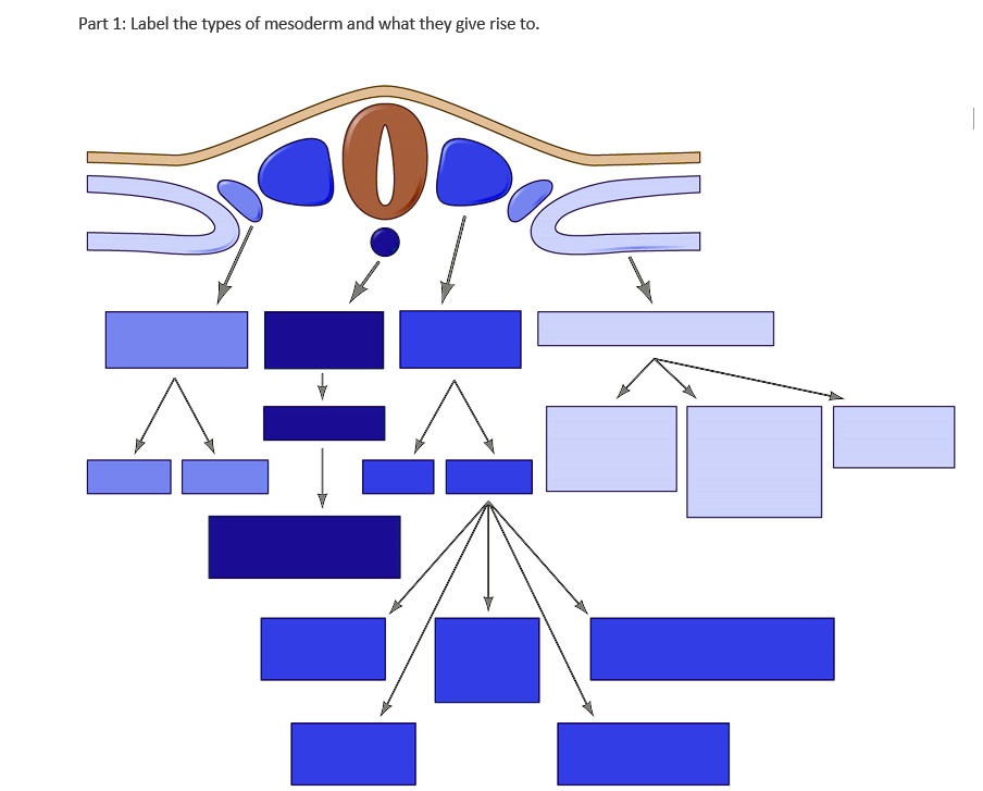 Part 1: Label the types of mesoderm and what they give rise to.