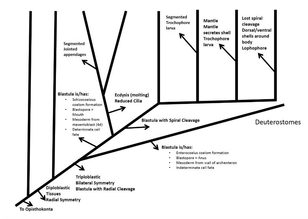 Segmented Trochophore Larva Lost spiral cleavage Dorsal/ventral shells ...