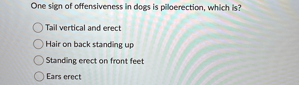 one sign of offensiveness in dogs is piloerection which is tail ...