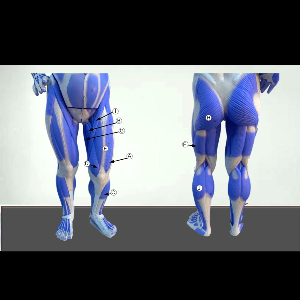 SOLVED: 'Label the following Muscles : Biceps Femoris Gastrocnemius ...