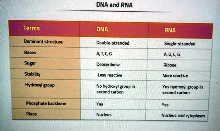 dna and rna terms dna rna dominant structure double stranded single ...