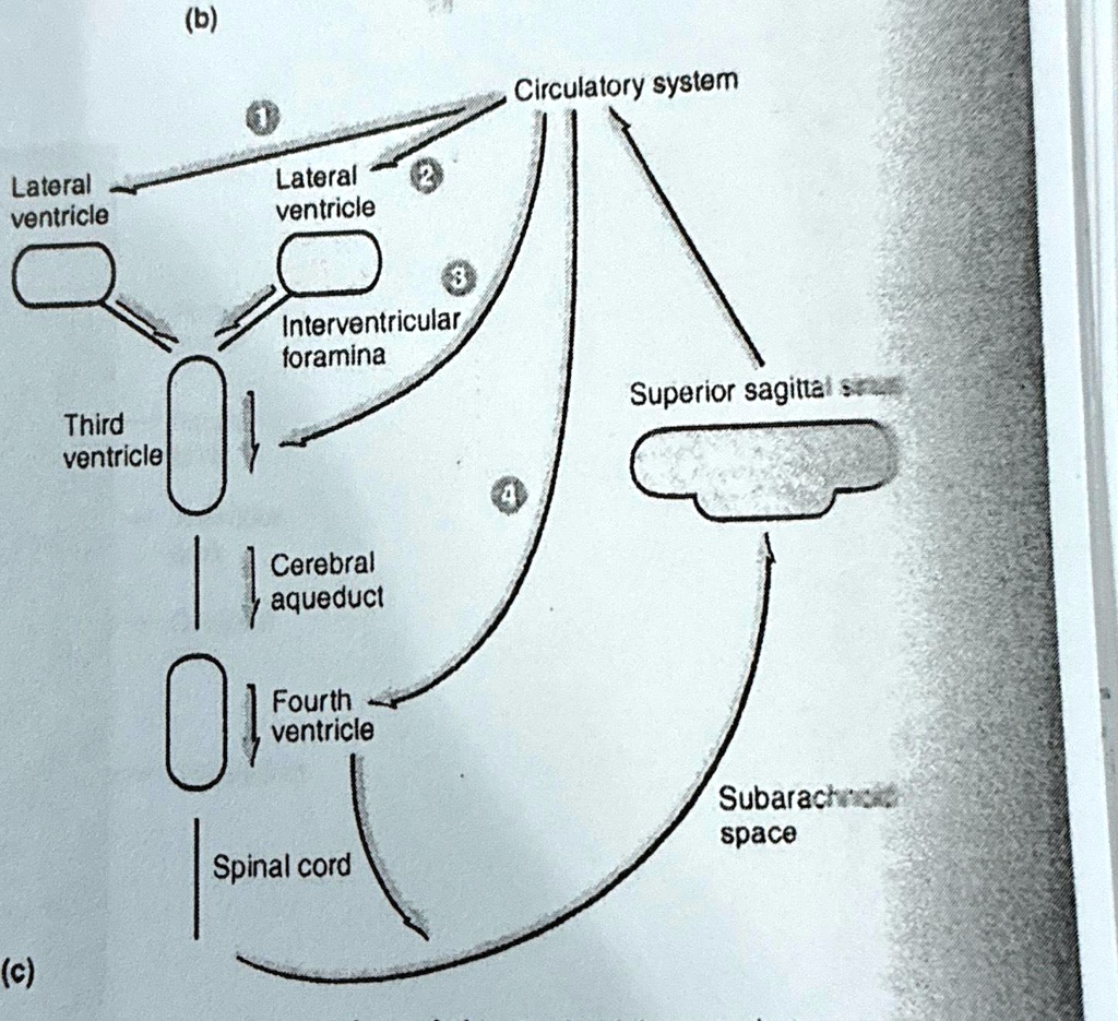 SOLVED: (b) Circulatory system Lateral ventricle Lateral ventricle 2 ...