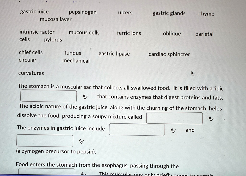 gastric juice pepsinogen ulcers gastric glands chyme mucosa layer ...