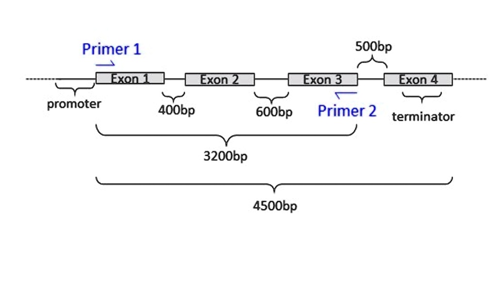 SOLVED: You are performing RT-PCR on the magic gene from unicorns ...