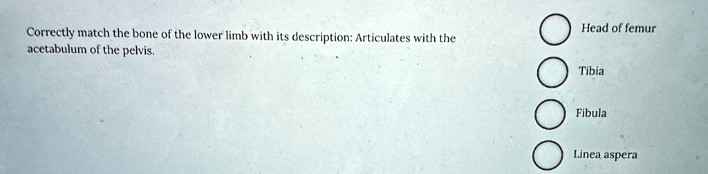 Correctly match the bone of the lower limb with its description ...