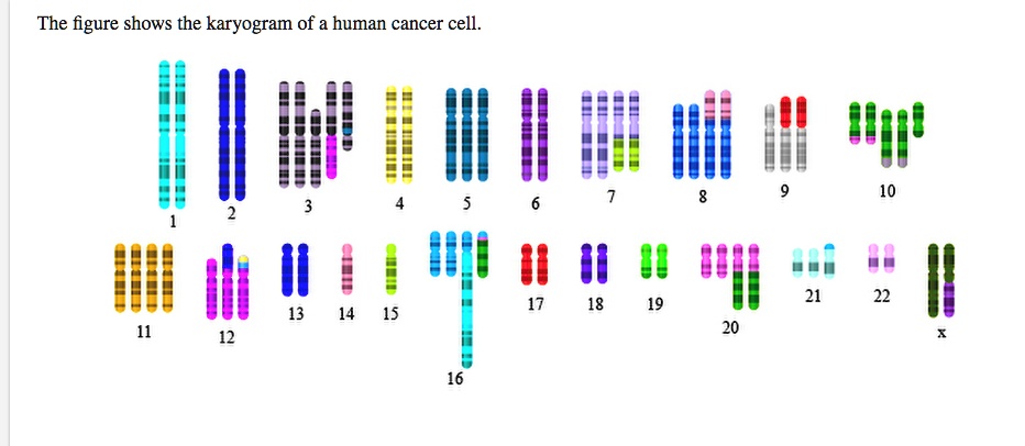 SOLVED: The figure shows the karyogram of a human cancer cell. 10