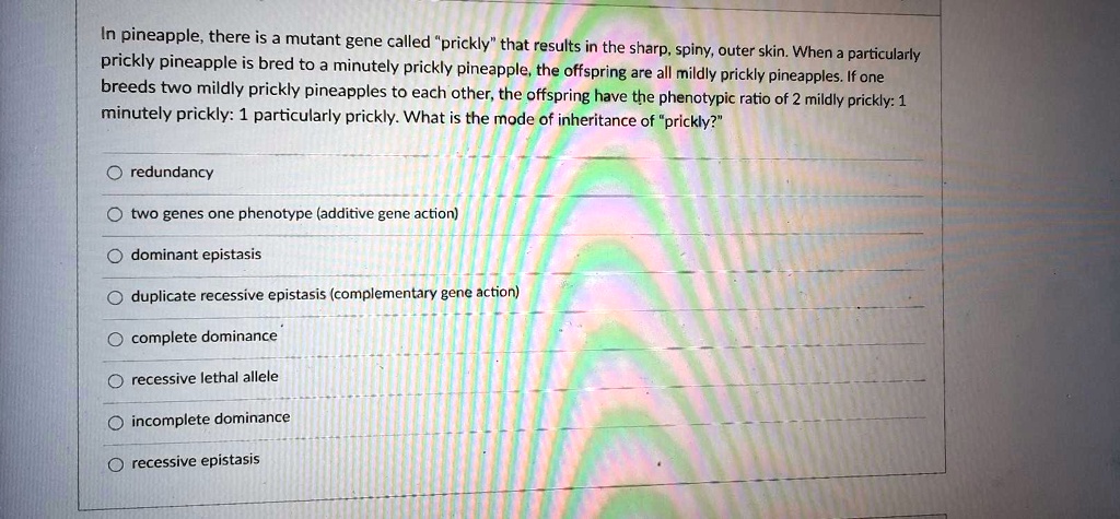 SOLVED: In pineapple; there is a mutant gene called "prickly" that ...