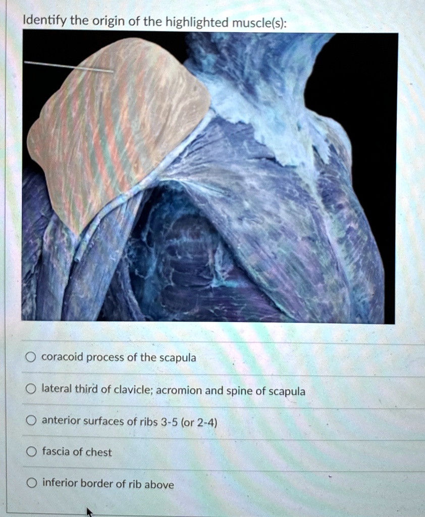 identify the origin of the highlighted muscles coracoid process of the ...