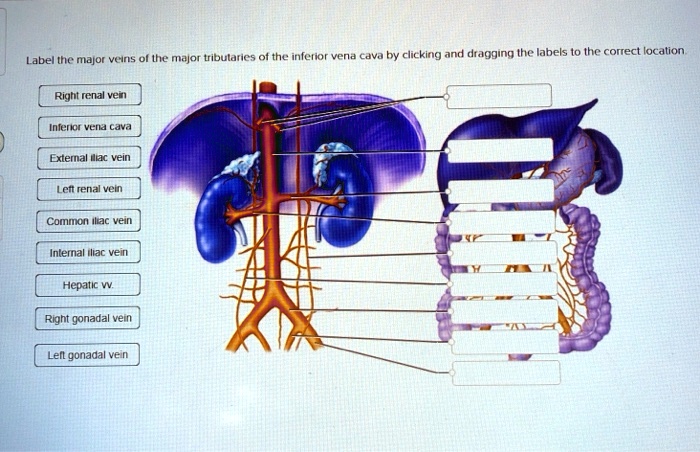 Label the major veins of the major tributaries of the inferior vena ...