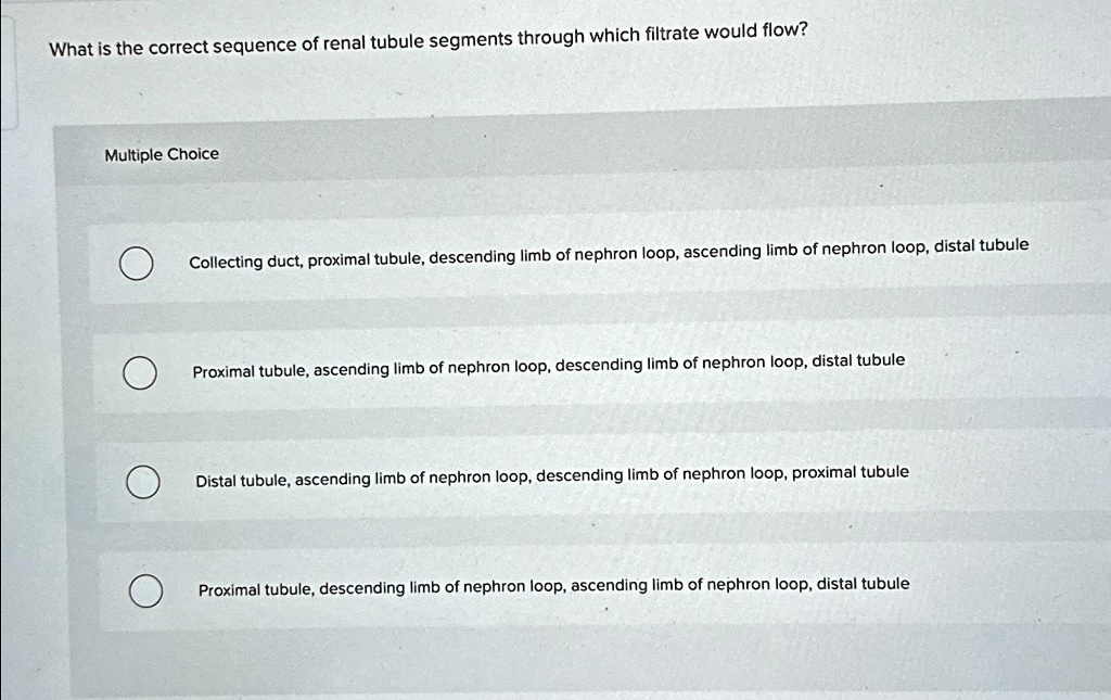 SOLVED: What is the correct sequence of renal tubule segments through which filtrate would flow ...