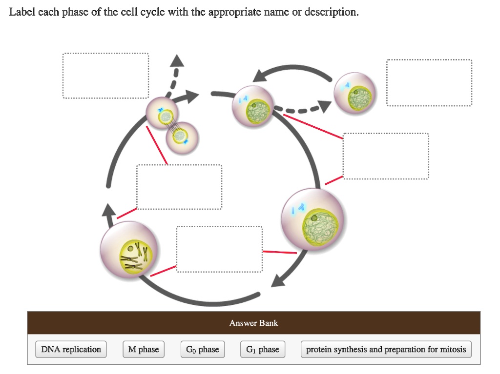 SOLVED: Label each phase of the cell cycle with the appropriate name o description: Answer Bank ...