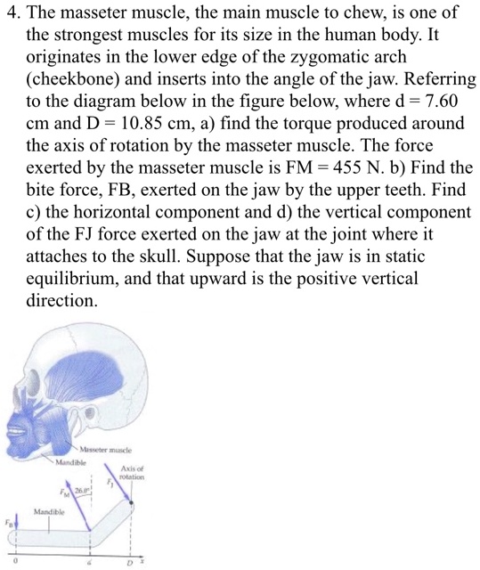 4 the masseter muscle the main muscle to chew is one of the strongest ...
