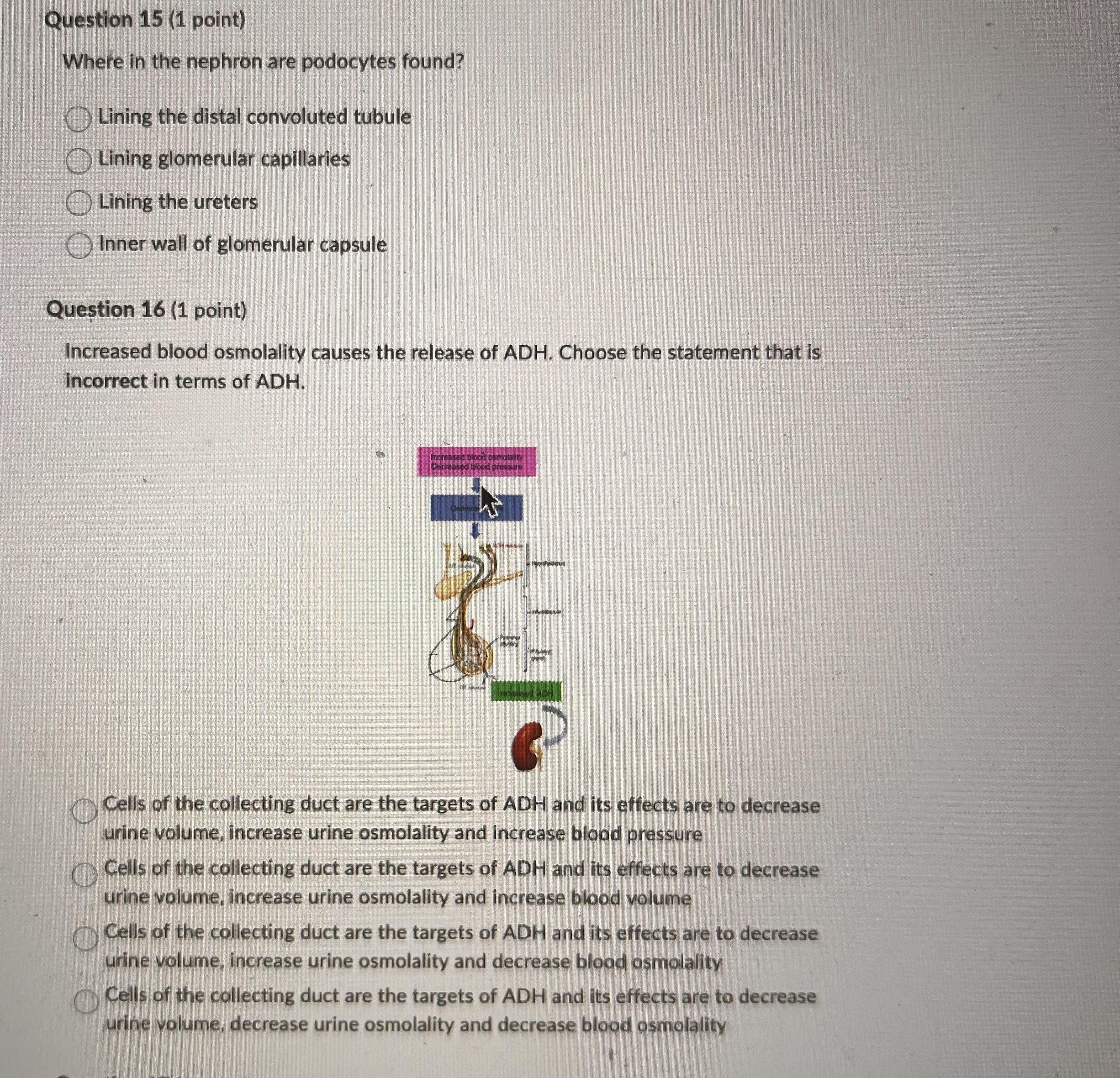 Question 15 (1 point) Where in the nephron are podocytes found? Lining ...