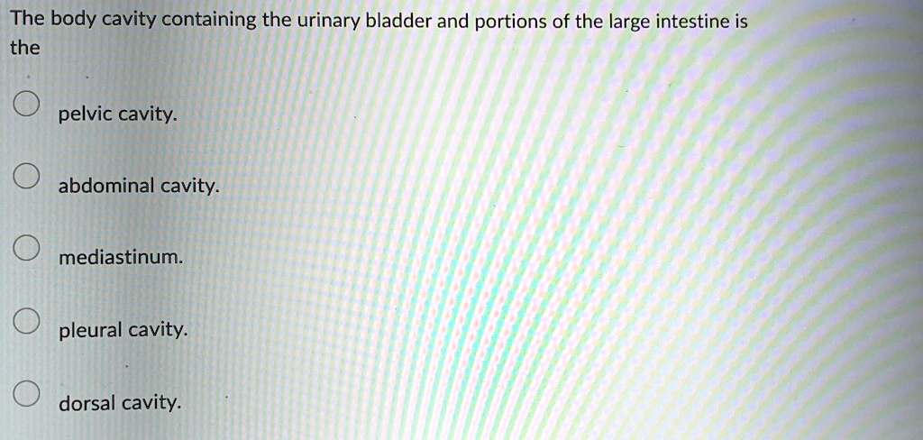 the body cavity containing the urinary bladder and portions of the ...
