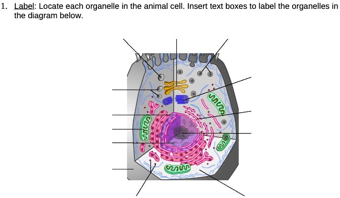 SOLVED: 'Label: Locate each organelle in the animal cell: Insert text ...