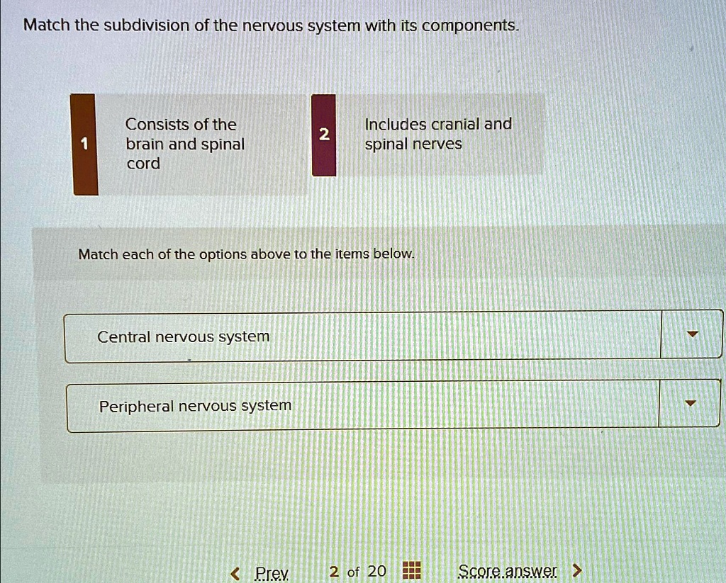 match the subdivision of the nervous system with its components 1 ...