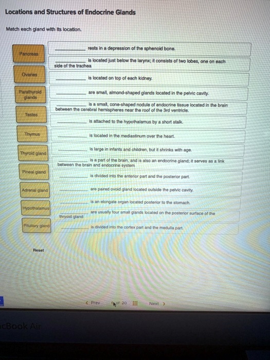 SOLVED: Locations and Structures of Endocrine Glands Match each gland ...