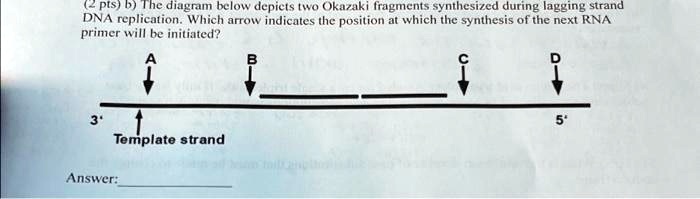 SOLVED: (2 pts) b) The diagram below depicts two Okazaki fragments ...