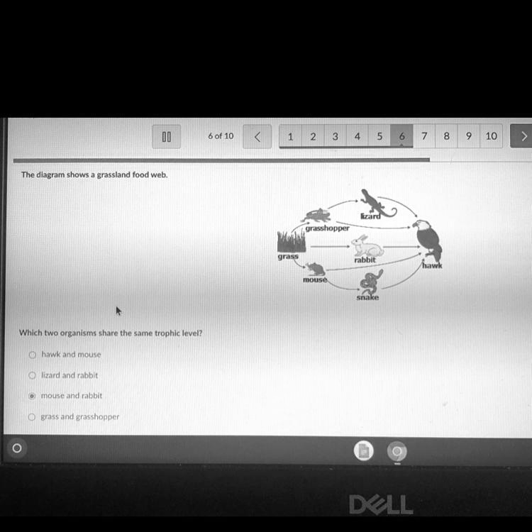 SOLVED: The diagram shows a grassland food web. Which two organisms ...