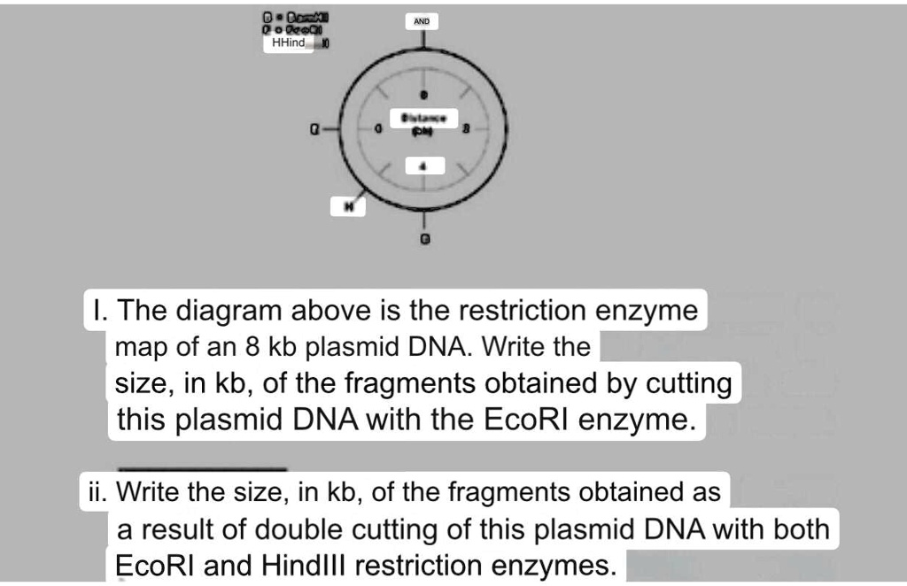 BamHI 0 0 0 0 0 HHind III AND 0 Distance (kb) 8 I. The diagram above is the restriction enzyme ...