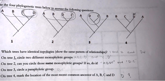SOLVED: Use the four phylogenetic trees below to answer the questions: Which trees have ...