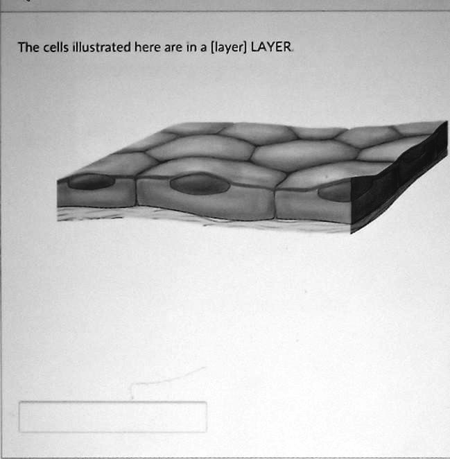 SOLVED: The cells illustrated here are in a [layer] LAYER