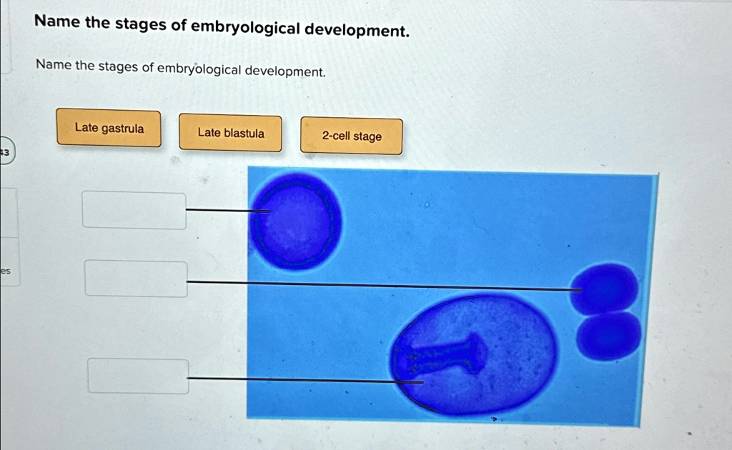 Name the stages of embryological development. Name the stages of ...