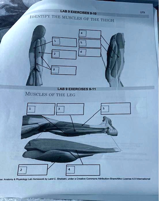SOLVED: Texts: LAB 9 EXERCISES 9-10 173 LAB 9 EXERCISES: MUSCLES OF THE ... SOLVED: Texts: LAB 9 EXERCISES 9-10 173 LAB 9 EXERCISES: MUSCLES OF THE ...