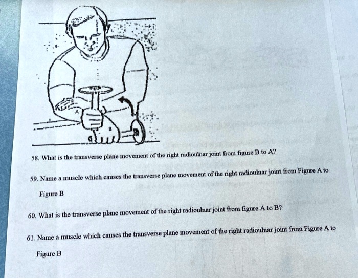 A B 58. What is the transverse plane movement of the right radioulnar ...