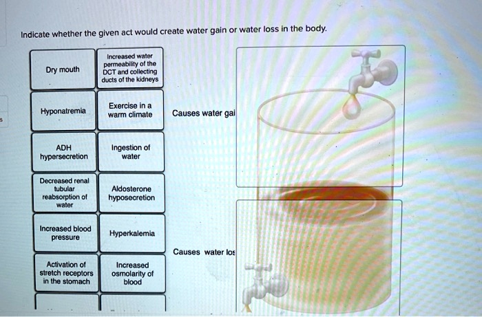 Indicate whether the given act would create water gain or water loss in ...