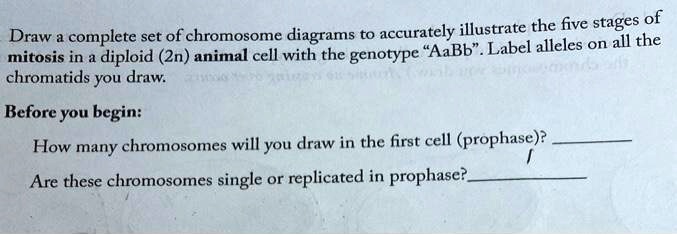 illustrate the five stages of draw complete set of chromosome diagrams ...