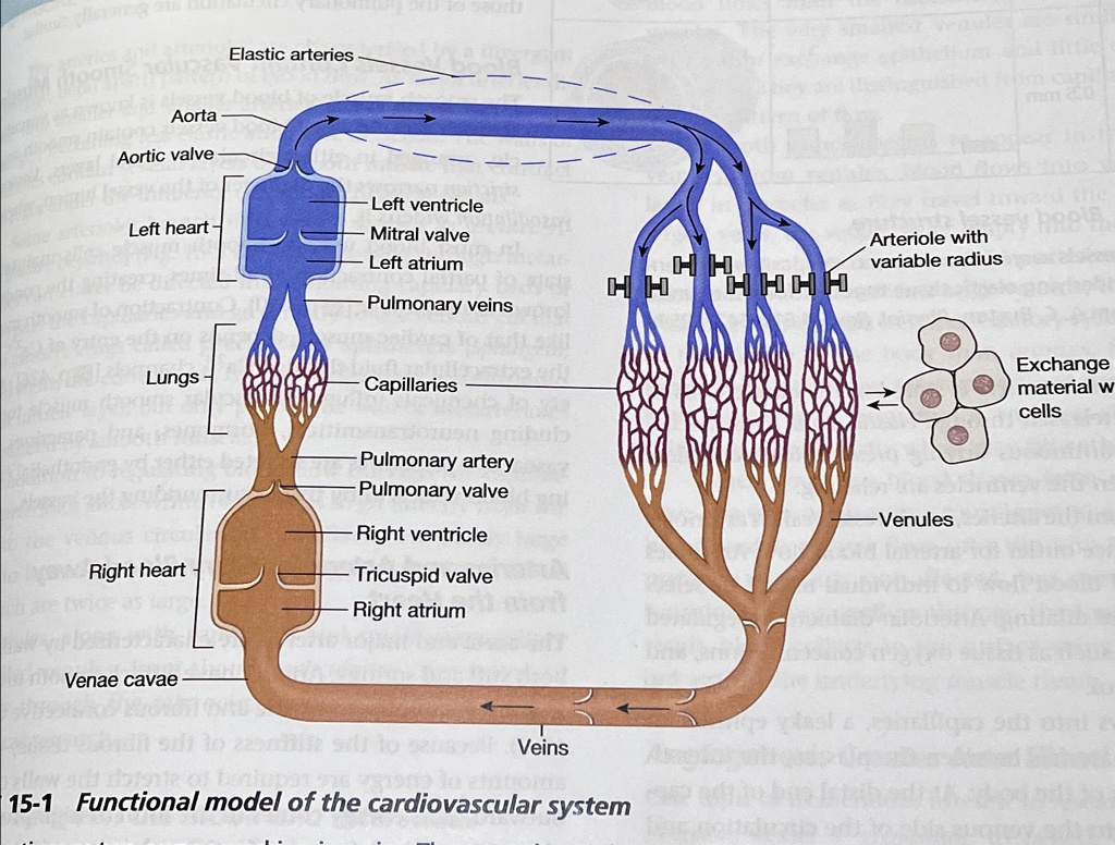 Elastic arteries Aorta Aortic valve Left heart Left ventricle Mitral ...