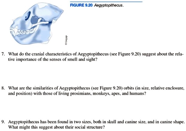 SOLVED: FIGURE 9.20 Aegyptopithecus What do the cranial characteristics ...
