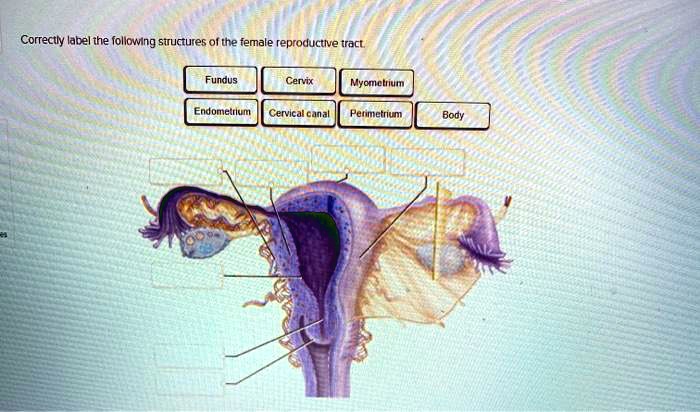 SOLVED: Correctly label the following structures of the female reproductive tract: - Fundus ...