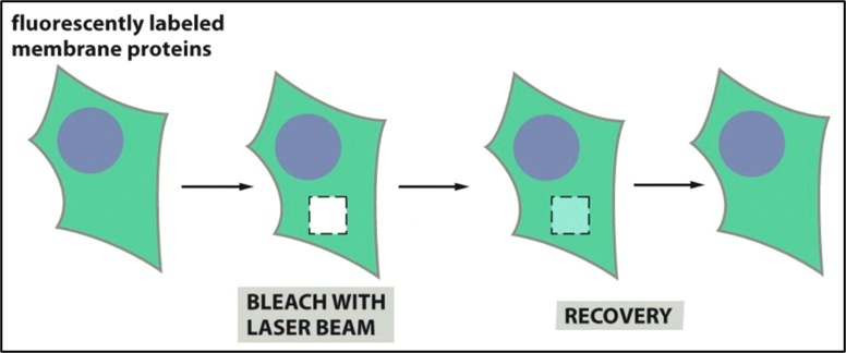 SOLVED: fluorescently labeled membrane proteins BLEACH WITH LASER BEAM ...