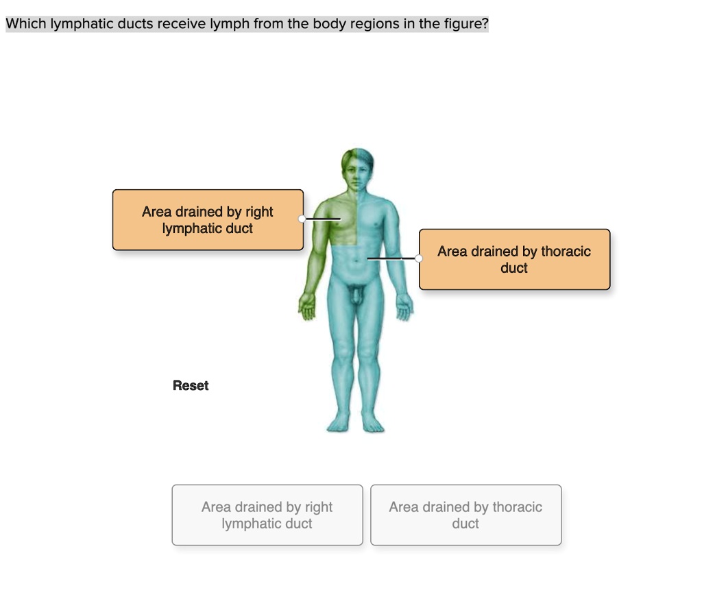 which lymphatic ducts receive lymph from the body regions in the figure ...