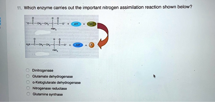 SOLVED: 11. Which enzyme carries out the important nitrogen ...