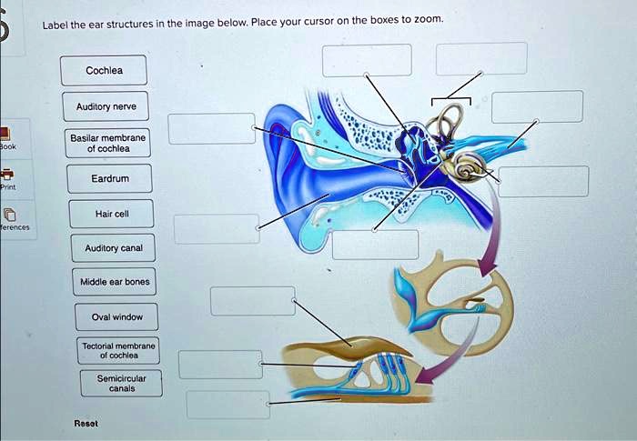 Label the ear structures in the image below. Place your cursor on the ...