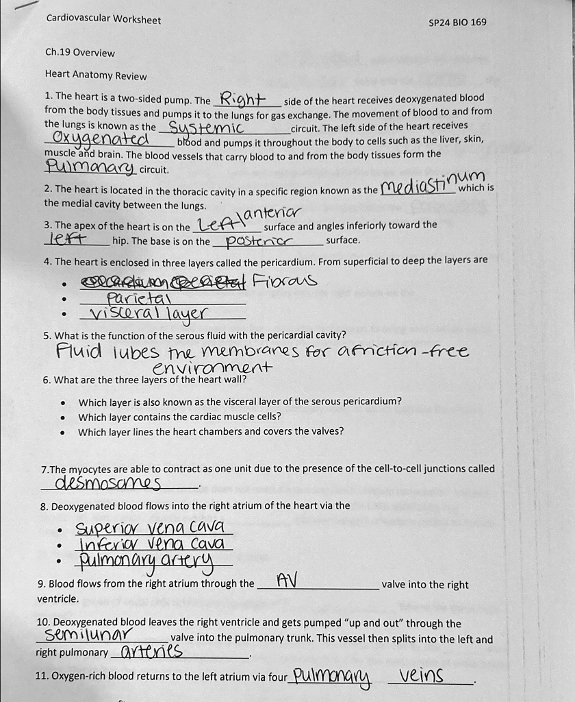 cardiovascular worksheet sp24 bio 169 ch 19 overview heart anatomy review the heart is a two ...