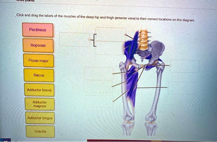 SOLVED: Click and drag the labels of the muscles of the deep hip and ...