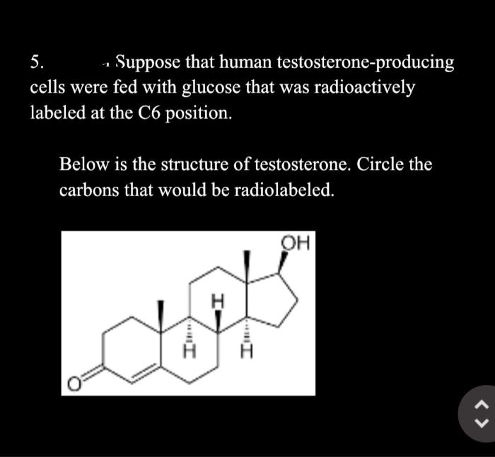 SOLVED:5_ Suppose that human testosterone-producing cells were fed with ...