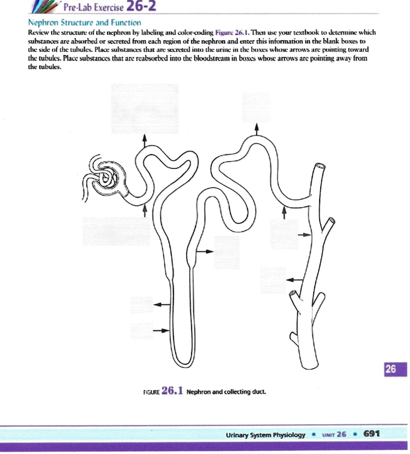 Pre-Lab Exercise 26-2 Nephron Structure and Function Review the structure of the nephron by ...