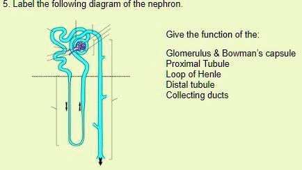 SOLVED: Label the following diagram of the nephron. Give the function of the: Glomerulus Bowman ...