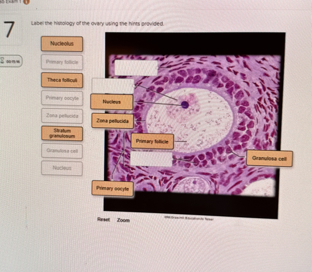 nucleolus primary follicle theca folliculi primary oocyte zona ...
