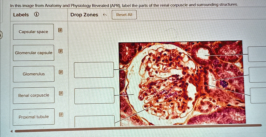 In this image from Anatomy and Physiology Revealed (APR), label the ...