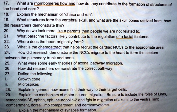 VIDEO solution: 17. What are rhombomeres and how do they contribute to ...