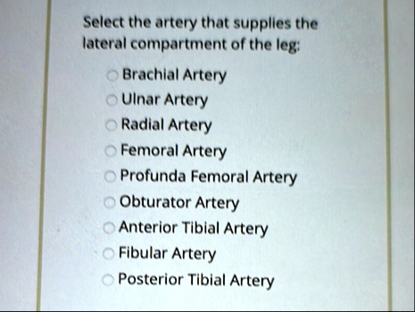 select the artery that supplies the lateral compartment of the leg ...