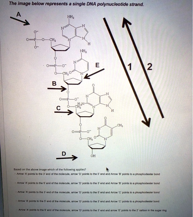 Polynucleotide Strand