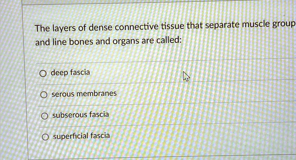 SOLVED: The layers of dense connective tissue that separate muscle ...