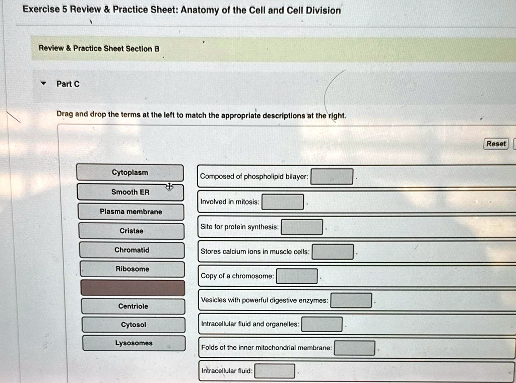 Exercise 5 Review Practice Sheet: Anatomy of the Cell and Cell Division ...